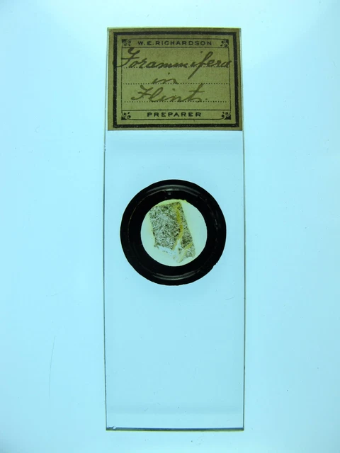 ANTIQUE MICROSCOPE SLIDE by William Richardson. Geology. Foraminifera ...