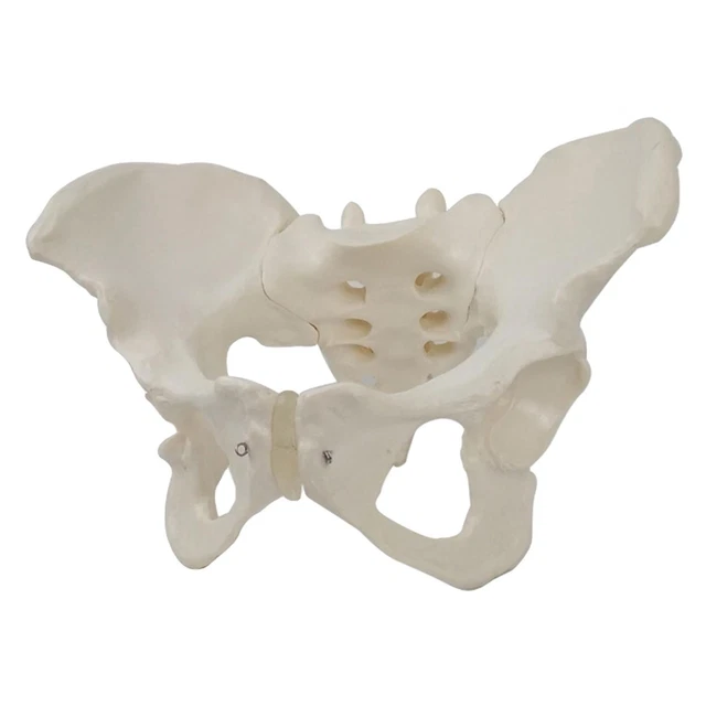 LIFE SIZE FEMALE Pelvis Model Anatomical Models Hip Bone Model 3D £30. ...