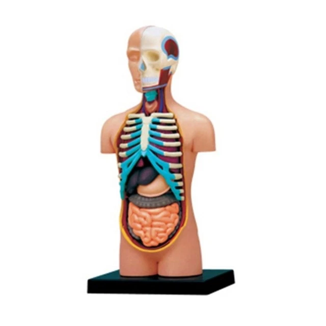 HUMAN ANATOMY TORSO Model with Removable Human Organs Model for Kids ...