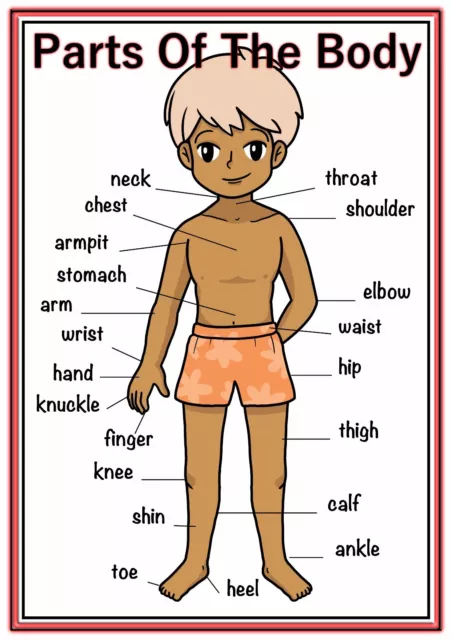A4 POSTER SIGN Parts Of Body Educational EYFS SEN Children Kids ...