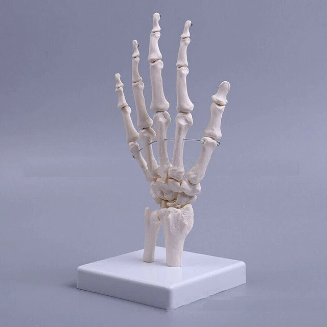 MEDICAL HAND JOINT Model Medical Anatomical Joint Study Skeleton ...