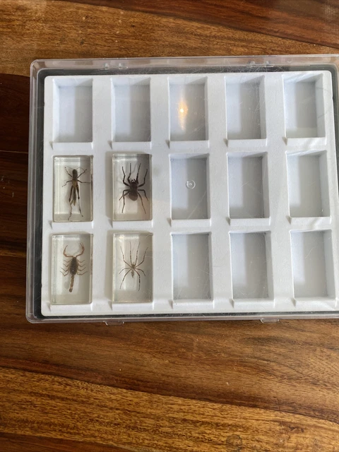 NATIONAL GEOGRAPHIC REAL Life Bugs And Insects in Resin Collection ...