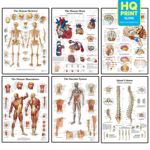 8 PCS SILK Cloth Poster Office Human Body Medical Charts Skeletal ...