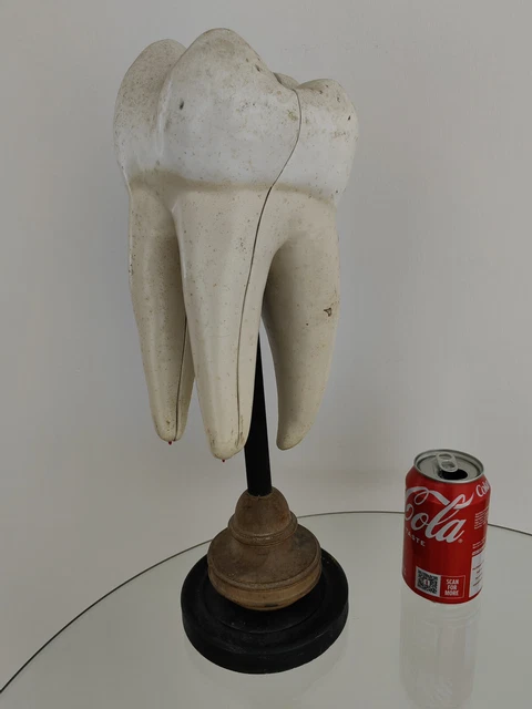 VINTAGE ANATOMICAL TOOTH model 1950s educational dental very large ...