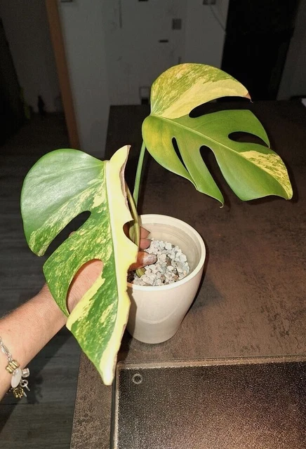 MONSTERA DELICIOSA AUREA alta Variegata Marmorata Gialla * senza ...