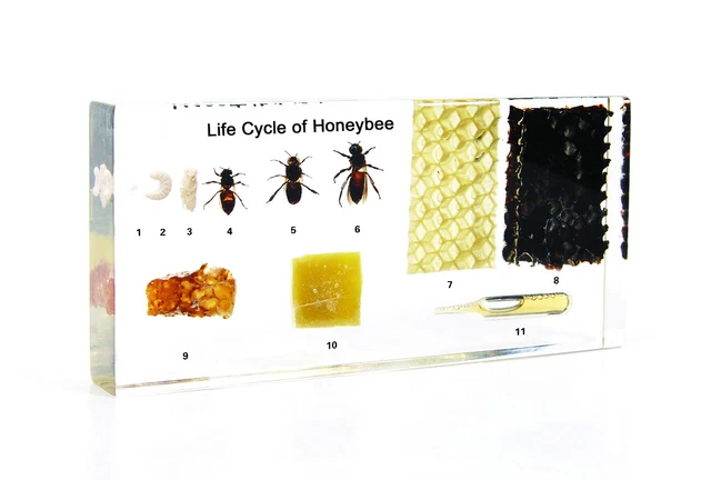 Insect Life Cycle Set Honey Bee Apis Mellifera Specimen In Clear Lucite Block Eur 3751