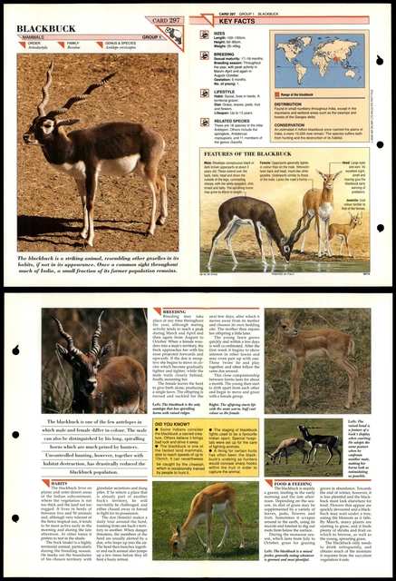 BLACKBUCK #297 MAMMALS Wildlife Fact File Fold-Out Card £1.99 - PicClick UK
