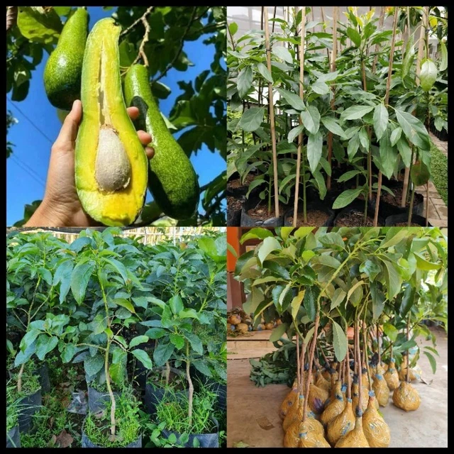 GRAFTED AVOCADO ALIGATOR tropical fruit live tree 10"-18" Ship DHL ...