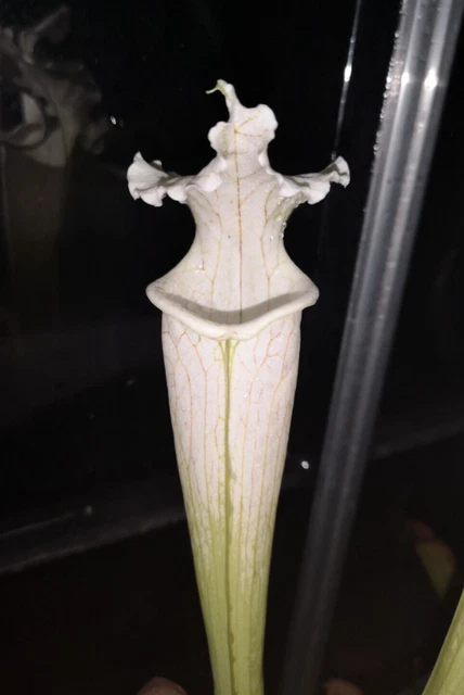 *DC CARNIVORES** SARRACENIA "Asuka n°16" H231MK *VERY RARE* EUR 93,00 ...