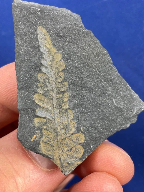 CARBONIFEROUS PLANT FOSSIL, Fossilien, Karbon, Pflanze, Farn, Farn ...