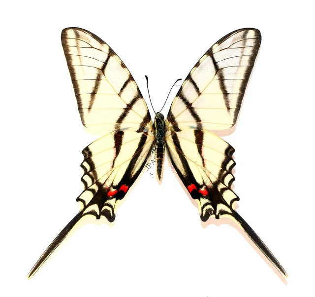 LEPIDOPTERA, PAPILIONIDAE, EURYTIDES EPIDAUS EPIDAUS, MEXICO (mounted ...