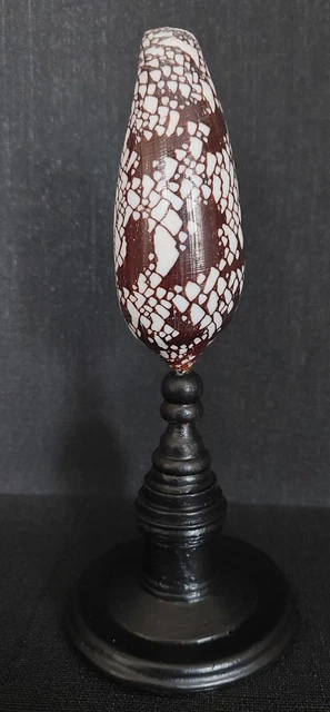 CABINET DE CURIOSITÉS coquillage conus textile sur socle EUR 45,00 ...