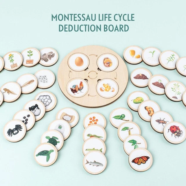 LIFE CYCLE BOARD Wooden Montessori Kit Biology Science Toys Z8I3| J1Y5 ...
