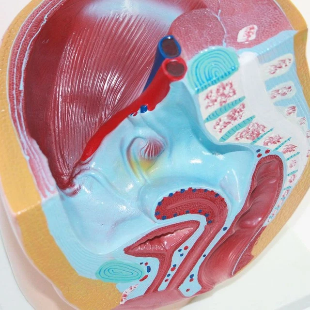 Human Female Pelvic Cross Section Cavity Sagittal Model Medical Pelvis