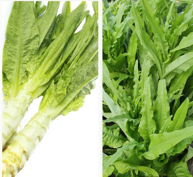 CELTUCE 200 SEEDS~WOSUN-CHINESE Lettuce-Spring To Fall, Easy grow-FREE ...