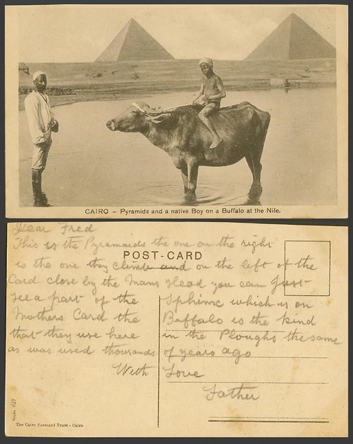 EGYPT OLD POSTCARD Cairo, Pyramids and Native Boy on Buffalo at Nile ...