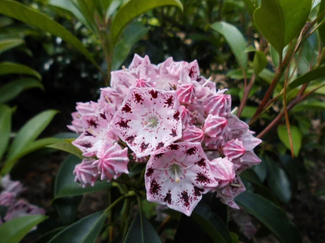 KALMIA LATIFOLIA 'MOYLAND' Lorbeerrose ca. 30 - 40 cm im Container EUR ...