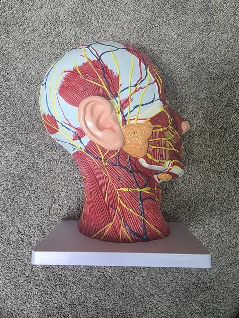 HEAD MIDSAGITTAL PLANE Teaching Model Parotid Gland Cervical Spine Head ...