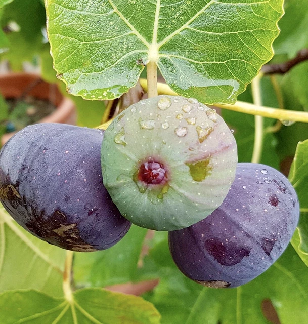 FEIGENBAUM FEIGE CARICA Jungpflanze Winterhart EUR 10,00 - PicClick DE