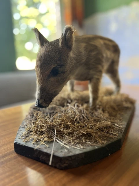 FRISCHLING AUF HOLZPLATTE Wildschwein EUR 189,00 - PicClick DE
