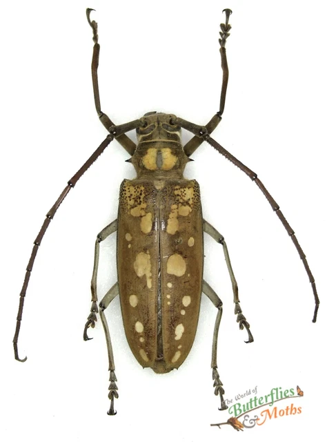 BATOCERA MAGICA GIANT Cerambycidae Beetle SET x1 A- FEMALE Entomology ...