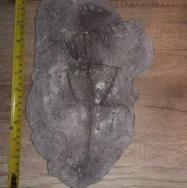 SINORNITHO SAURUS, RAPTOR, Dinosaurier, Versteinerung, Jura, Saurier ...