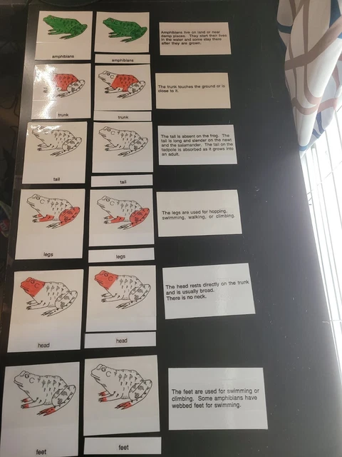 MONTESSORI HOMESCHOOL SCIENCE zoology PARTS OF AN AMPHIBIAN 3 part ...
