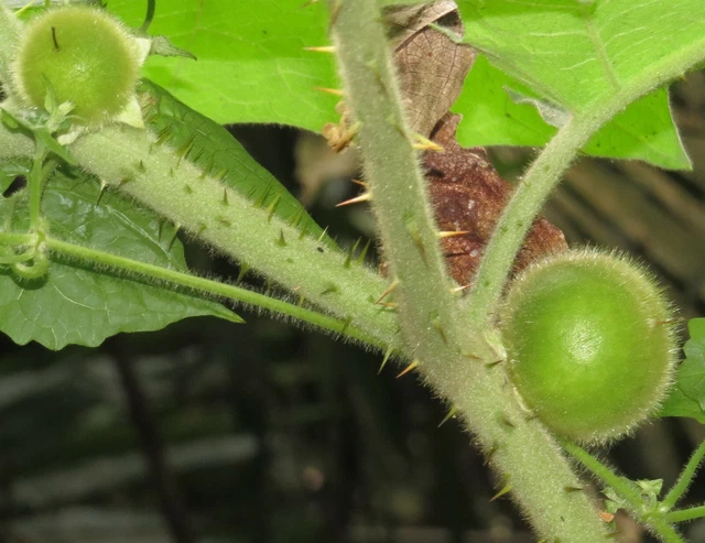 SEMENCES BAC À plantes TARAMBULO fruit à œufs poilus porche top graines ...