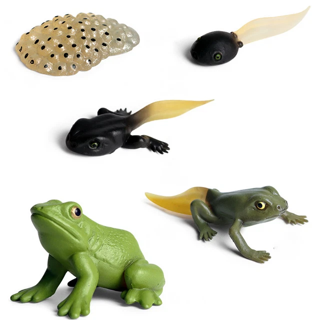 PLASTIC FROG LIFE Cycle Model Figures Toy Frog Growth Cycle Science Toy ...