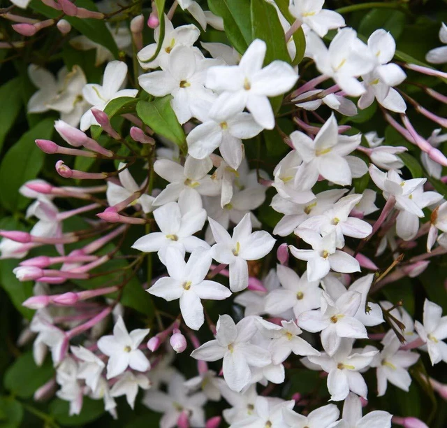 JASMINUM POLYANTHUM STARRY Starry Night Jasmine, Hardy Shrub 9cm Pot x ...