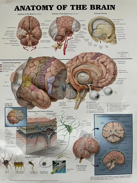 ANATOMICAL CHART ~ Understanding Ulcers ~ Anatomy Poster 11.25 x 14 EUR ...