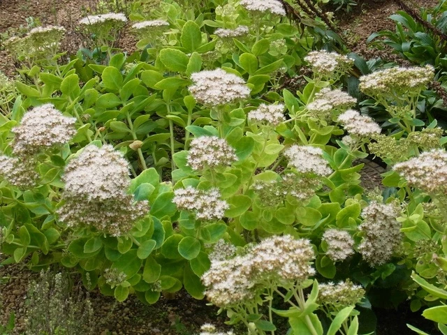 STAUDE WEISSE PRACHT Fetthenne Sedum Iceberg 1 L Topf EUR 4,50 ...