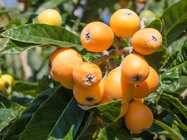 ERIOBOTRYA JAPONICA, LOQUAT tree, Japanese Medlar, edible £16.90 ...