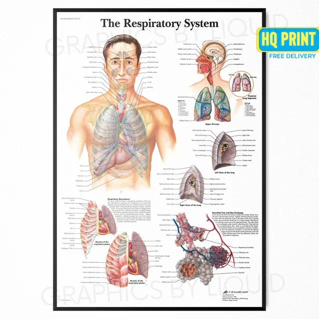 HUMAN RESPIRATORY SYSTEM Educational Notes Anatomical Body Poster A4 A3 ...