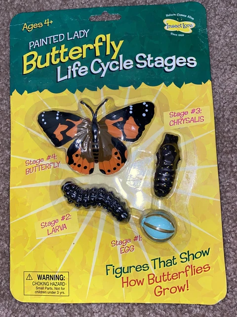 BUTTERFLY: THE LIFE Cycle of the Painted Lady in Tigrinya and English ...