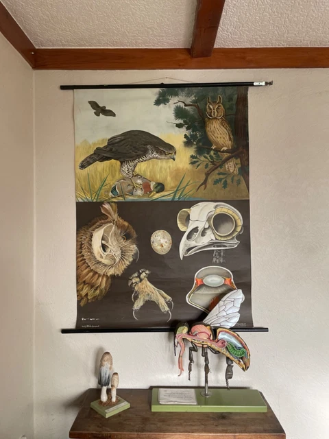 VINTAGE RAPTORS SCHOOL chart by JUNG KOCH QUENTELL roll down poster OWL ...