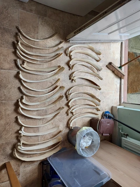 REAL HUGE COW Rib Bones,Taxidermy, Crafts, Curio, Gothic,Please Read ...