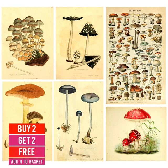 EDUCATIONAL VINTAGE A3 A4 A5 Mushroom Chart Science Fungi Art Biology ...
