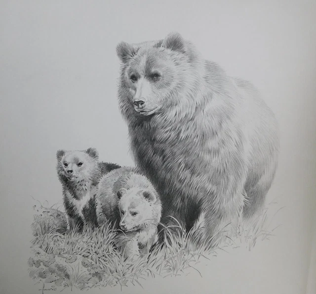 STUNNING LARGE, ORIGINAL, signed pencil drawing of a Kodiak bear and ...