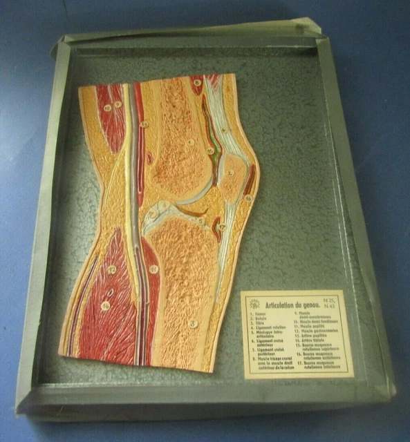 VINTAGE 1960-70 MODEL Anatomical Anatomical Anatomical Anatomy Model ...