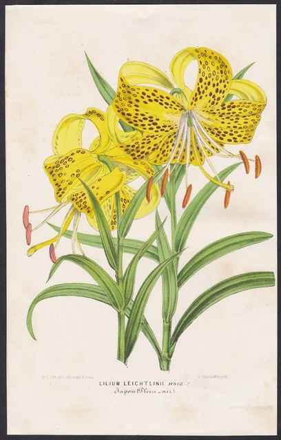 LILIUM LEICHTLINII LILY Lys Fleur Botanique Stroobant Lemaire Litho EUR ...