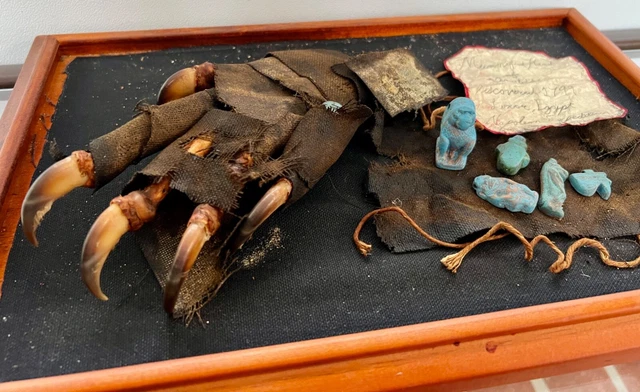 RARE ANCIENT EGYPTIAN Mummified Anubis Hand Sideshow Gaff Scarab Amulet ...
