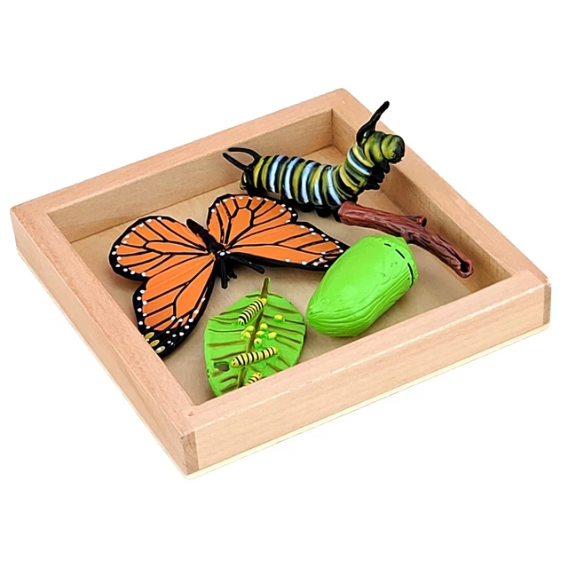 MODELS OF MONARCH Butterfly Life Cycle with Tray - MONTESSORI BIOLOGY ...