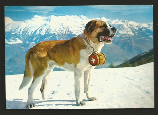 AD8581 AOSTA - Province - Montagnes - Chien Du Gran Saint Bernardo EUR 6,90 - PicClick FR