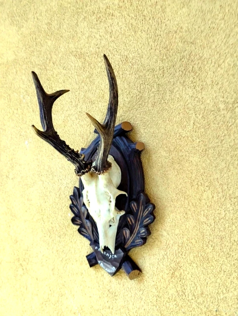 TROFEO CACCIA CAPRIOLO scudo corna palco tassidermia no cervo ...