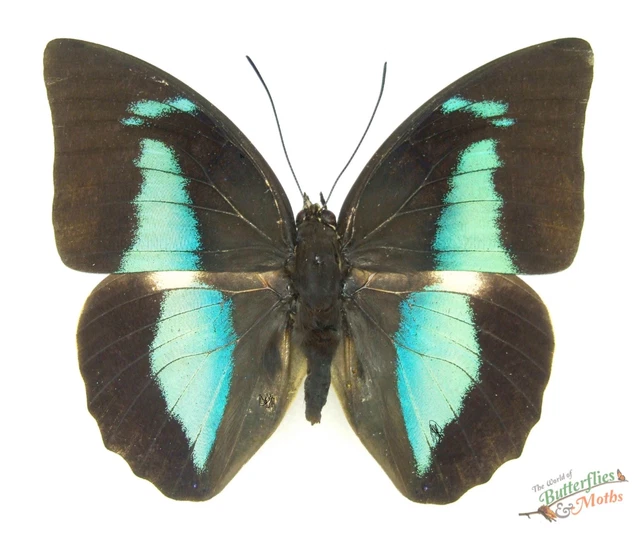 SPOTTED PREPONA BUTTERFLY A1- SET x1 Archaeoprepona amphimachus #j01 ...
