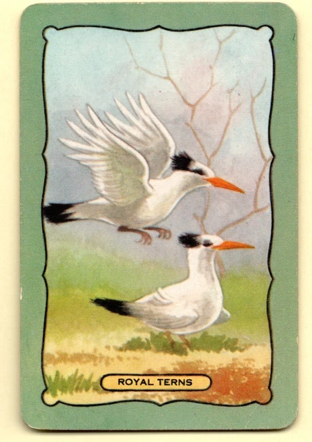 COLES BIRDS named vintage swap card Australian blank back $12.50 ...
