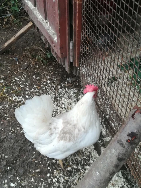 6 WHITE LEGHORN hatching eggs £9.00 - PicClick UK