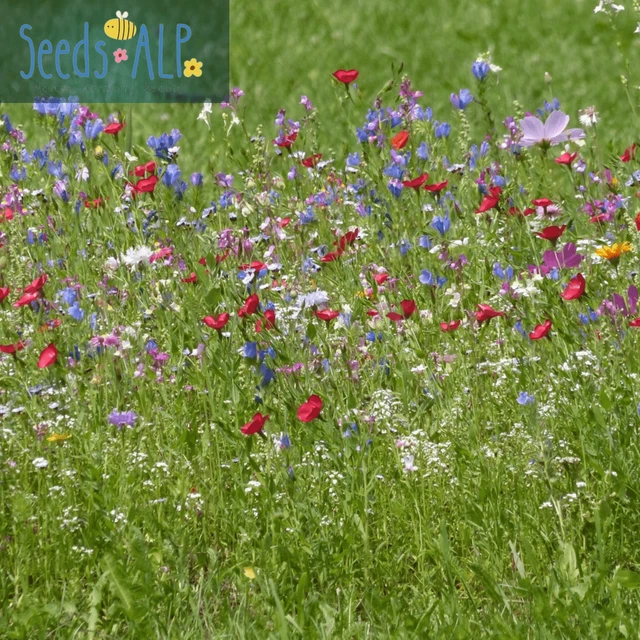 500+ WILDFLOWER MEADOW Mix Seeds, Native Wildflowers,Pollinator Garden ...