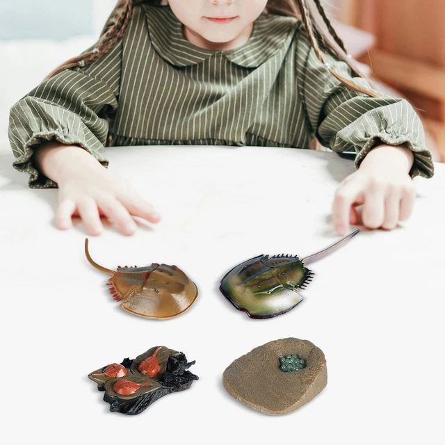 CHINESE HORSESHOE CRAB Life Cycle Set Animal Growth Cycle for Birthday ...